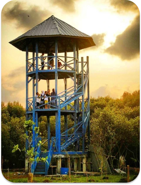 Mangrove Ecotourism